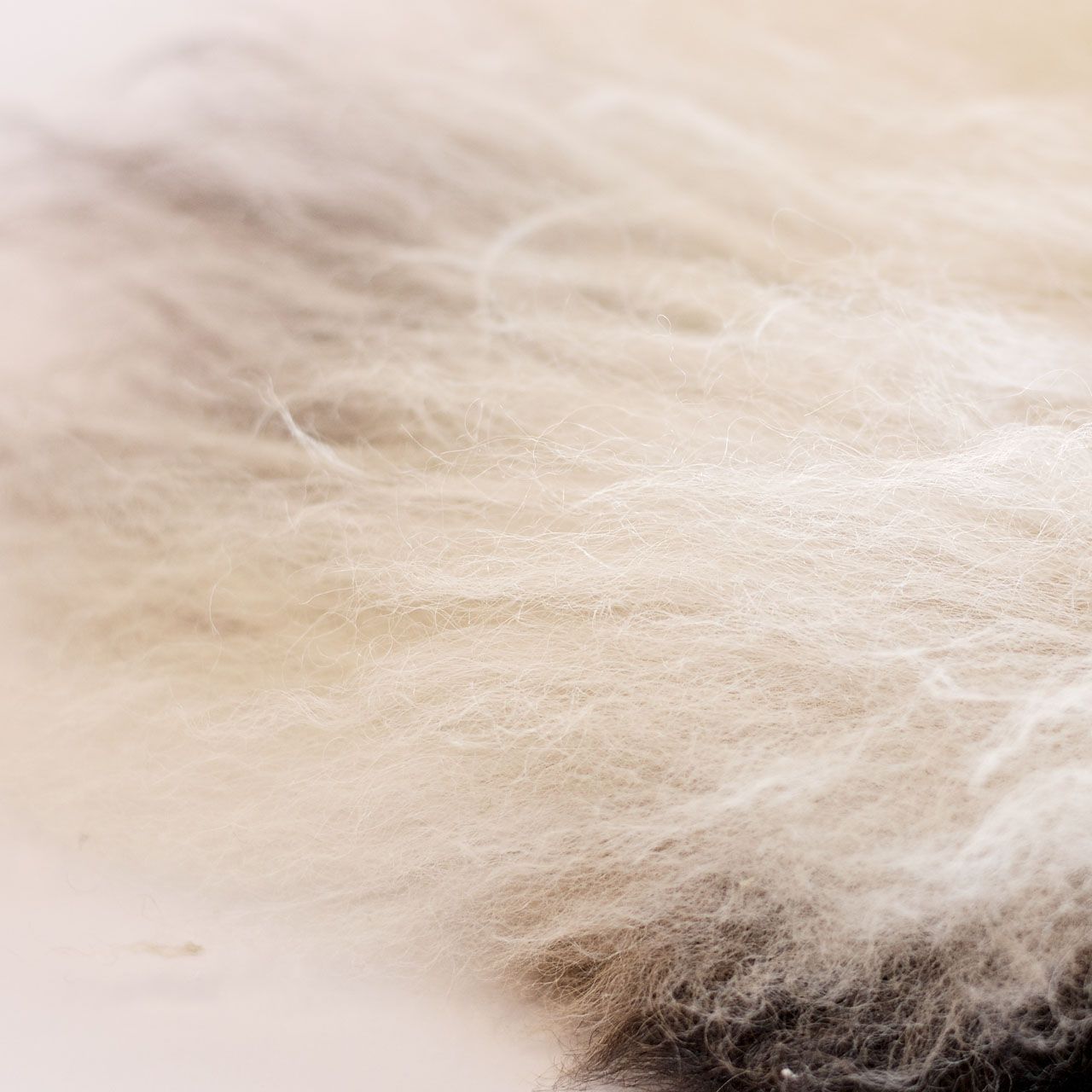 Schapenvacht - kleur: Bont multicolor Ø100 cm | DEBA Meubelen